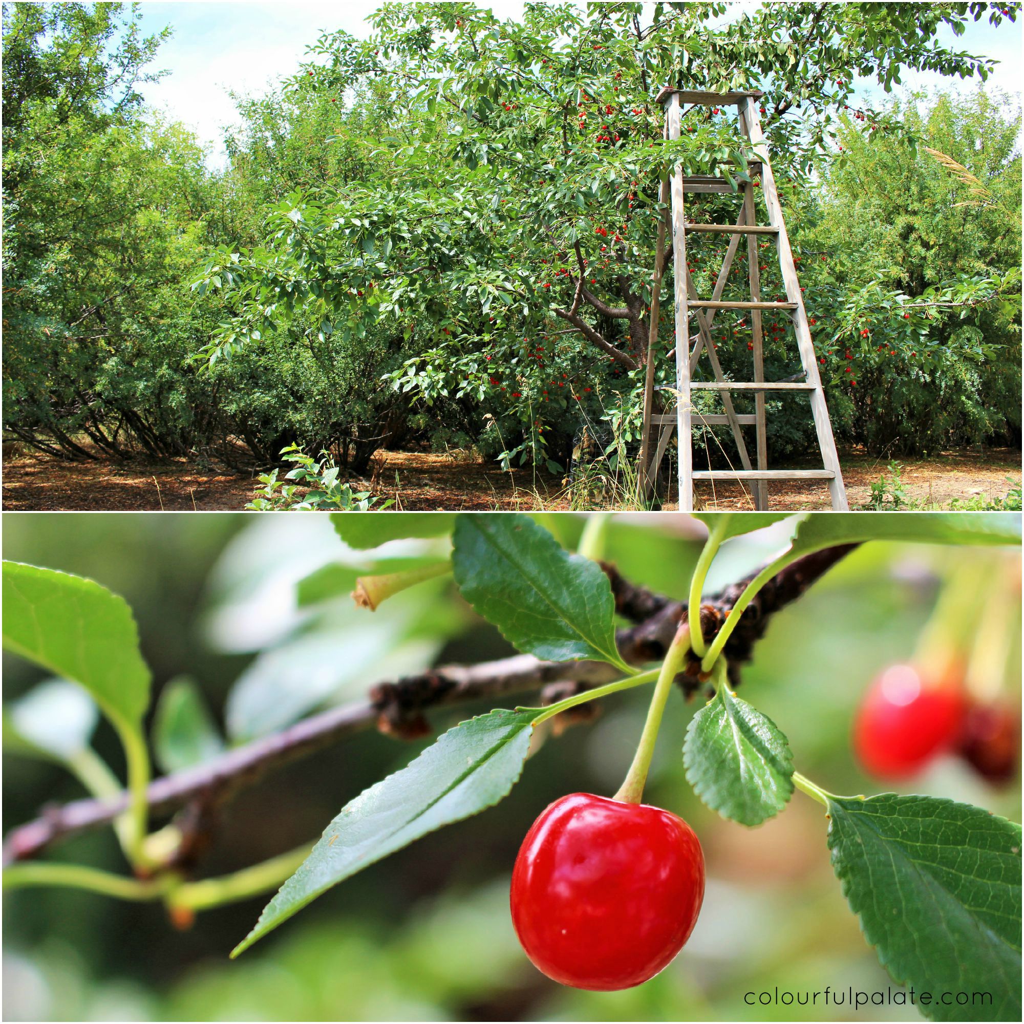 Nanking Cherry Smoothie — Colourful Palate